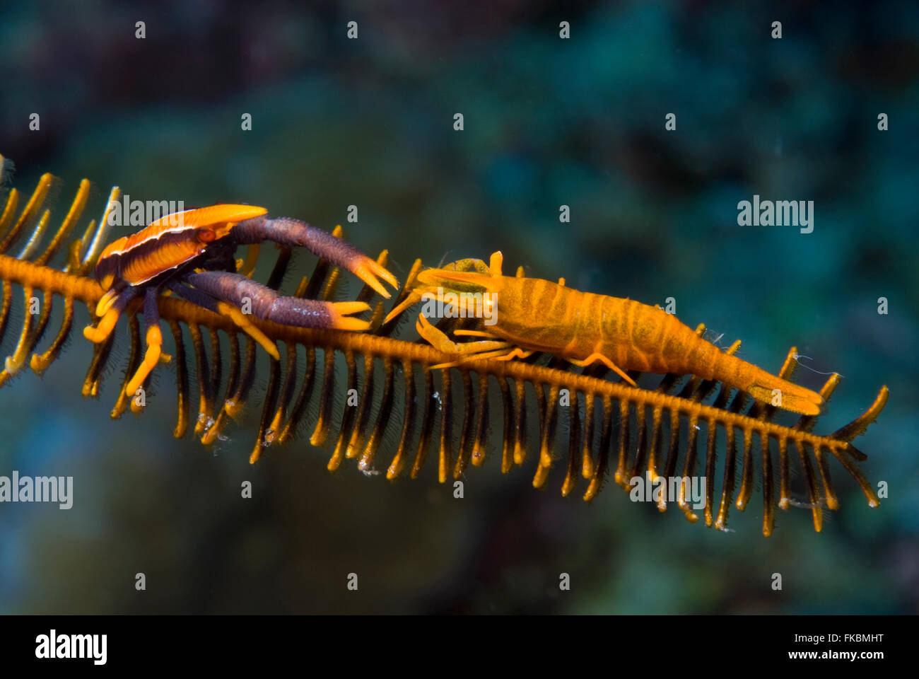 Crinoid shrimp, Periclimenes amboinensis and squat lobster ...