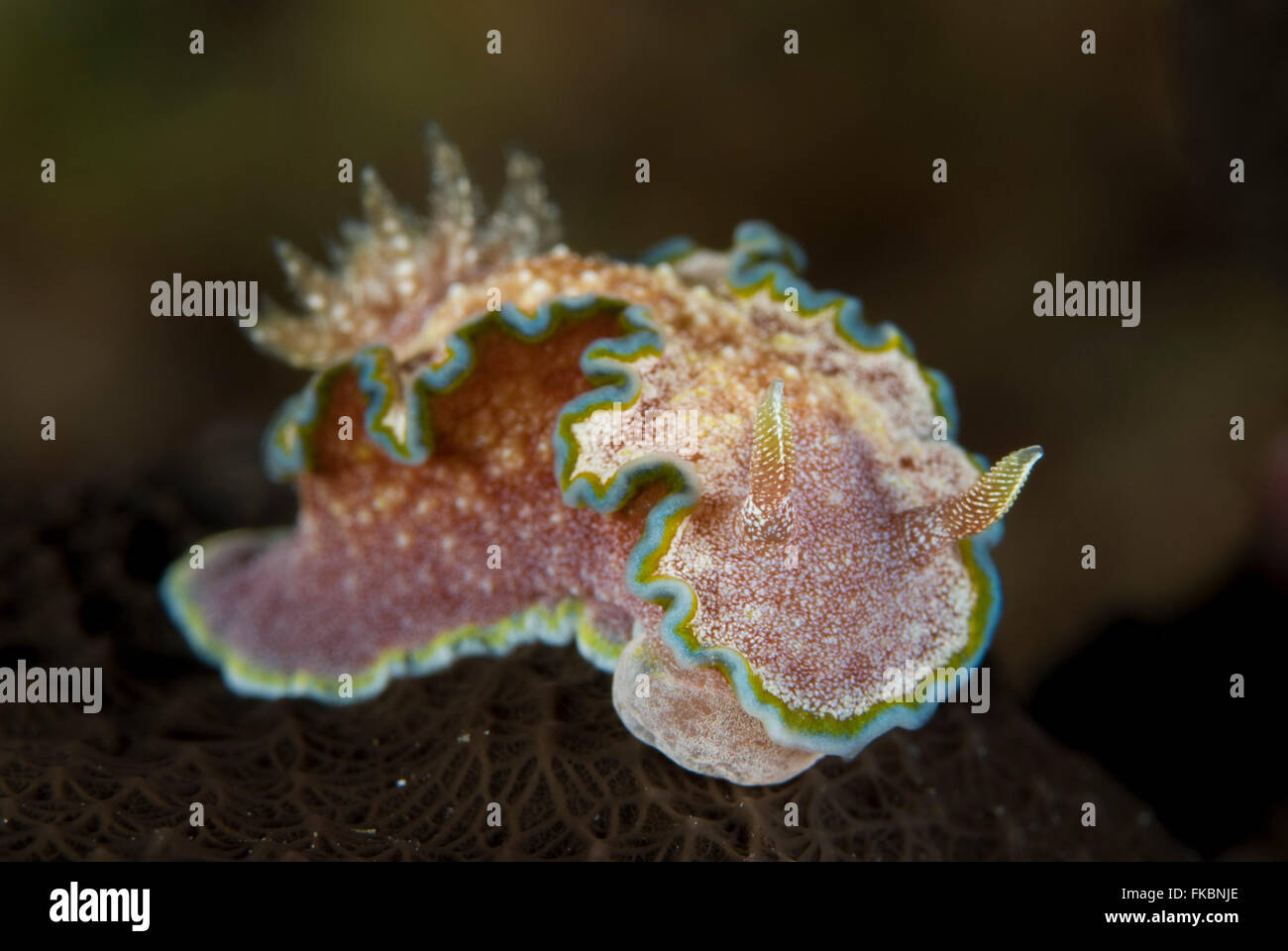 Nudibranch, Girdled glossodoris Stock Photo - Alamy