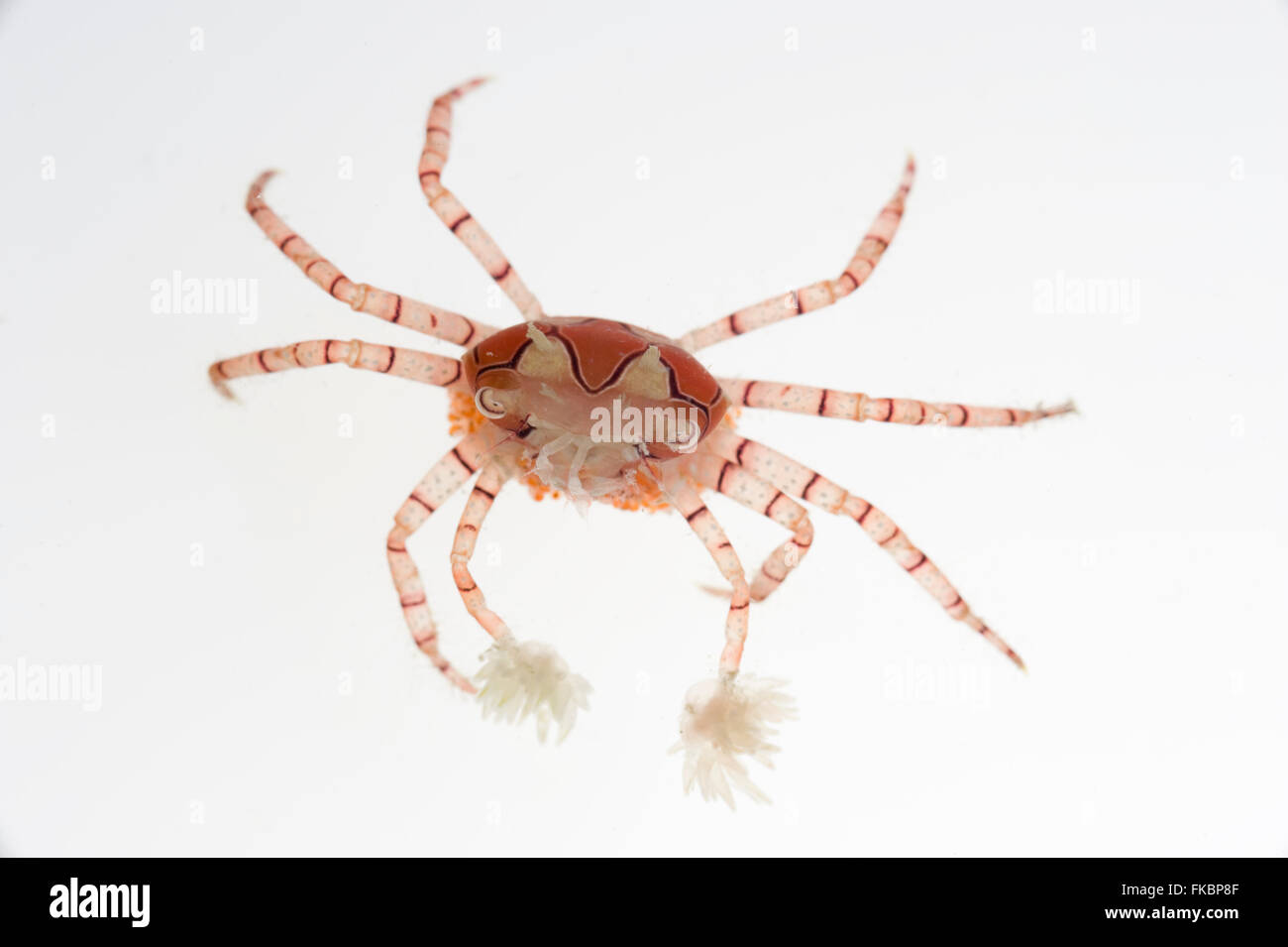Boxer crab or Pom Pom Crab, Lybia tesselata has tiny stinging anemones ...