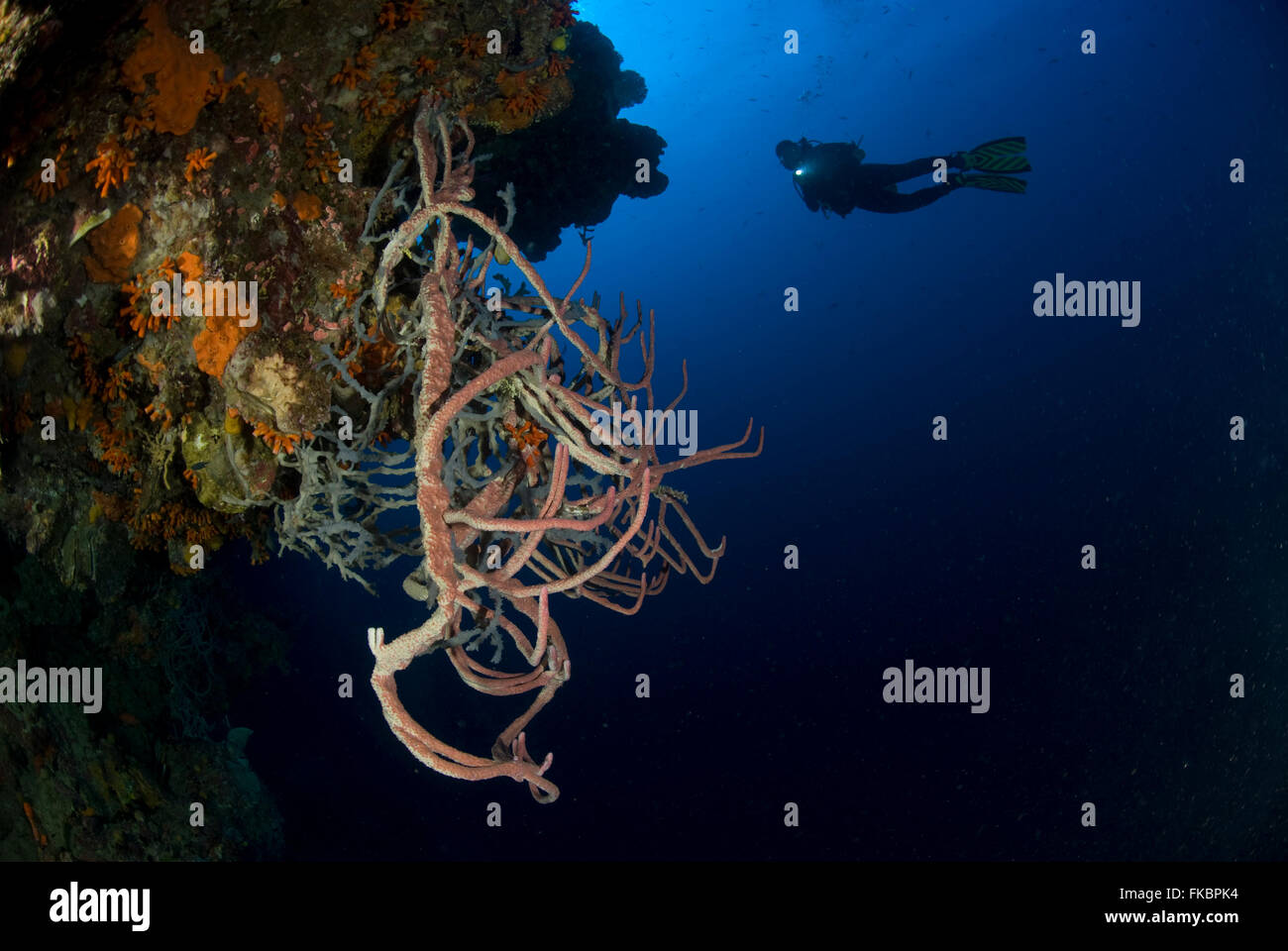 Abundant branching sponges in the reef with diver in the blue Stock ...