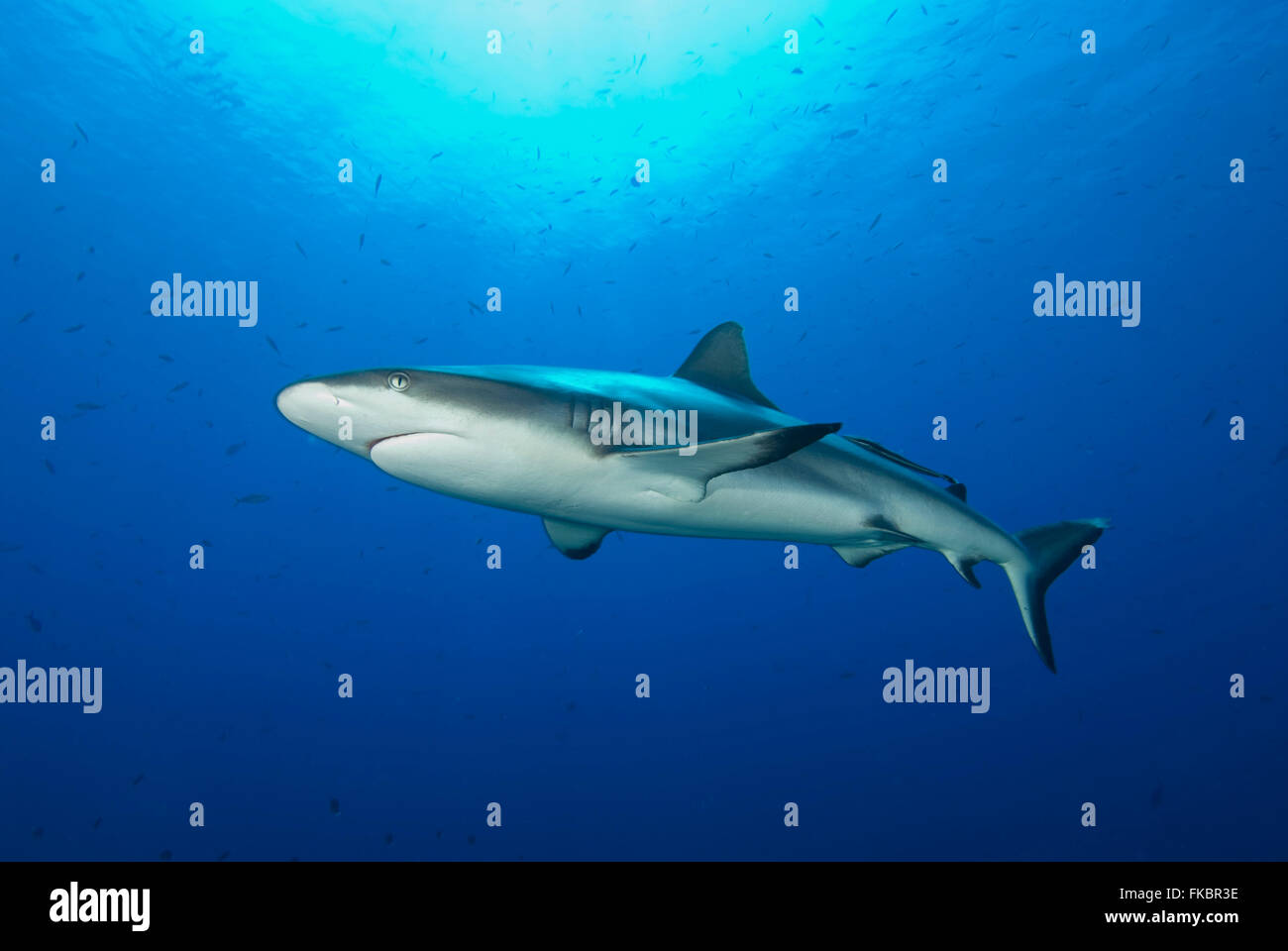 Gray reef shark in the blue, Carcharhinus amblyrhynchos Stock Photo - Alamy