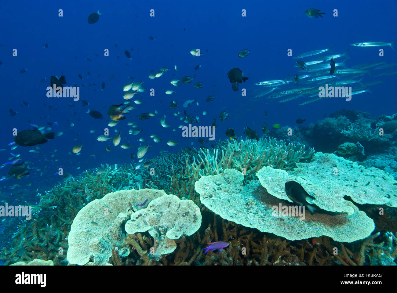 Schooling barracuda and damselfish amongst the coral reef Stock Photo ...
