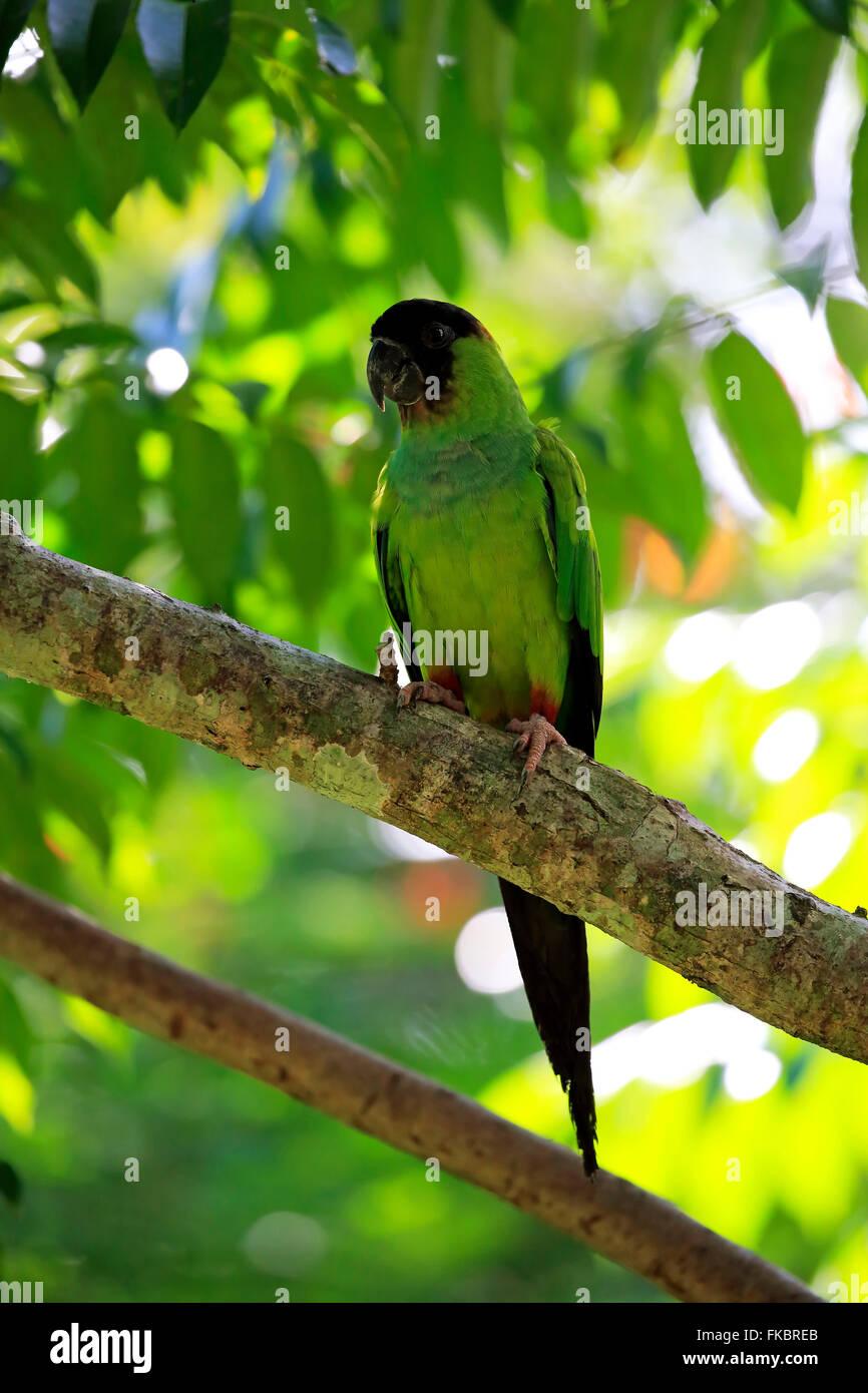 Black-Hooded Conure, adult on tree, Pantanal, Mato Grosso, Brazil ...