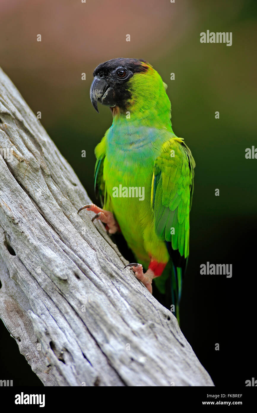 Black-Hooded Conure, adult on tree, Pantanal, Mato Grosso, Brazil ...