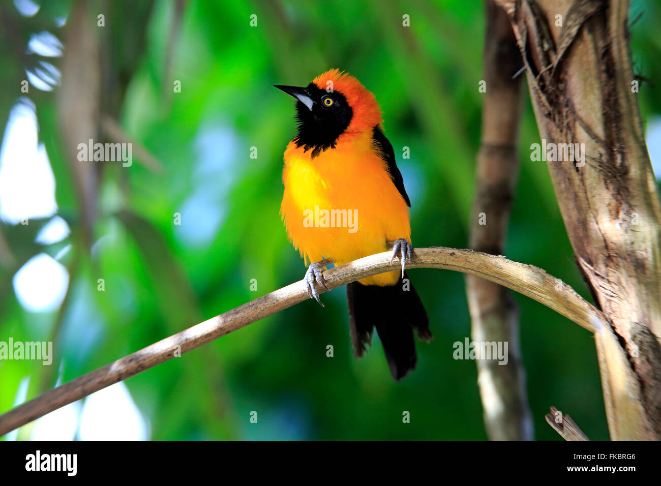 Orange-backed troupial, adult on branch, Pantanal, Mato Grosso, Brazil ...