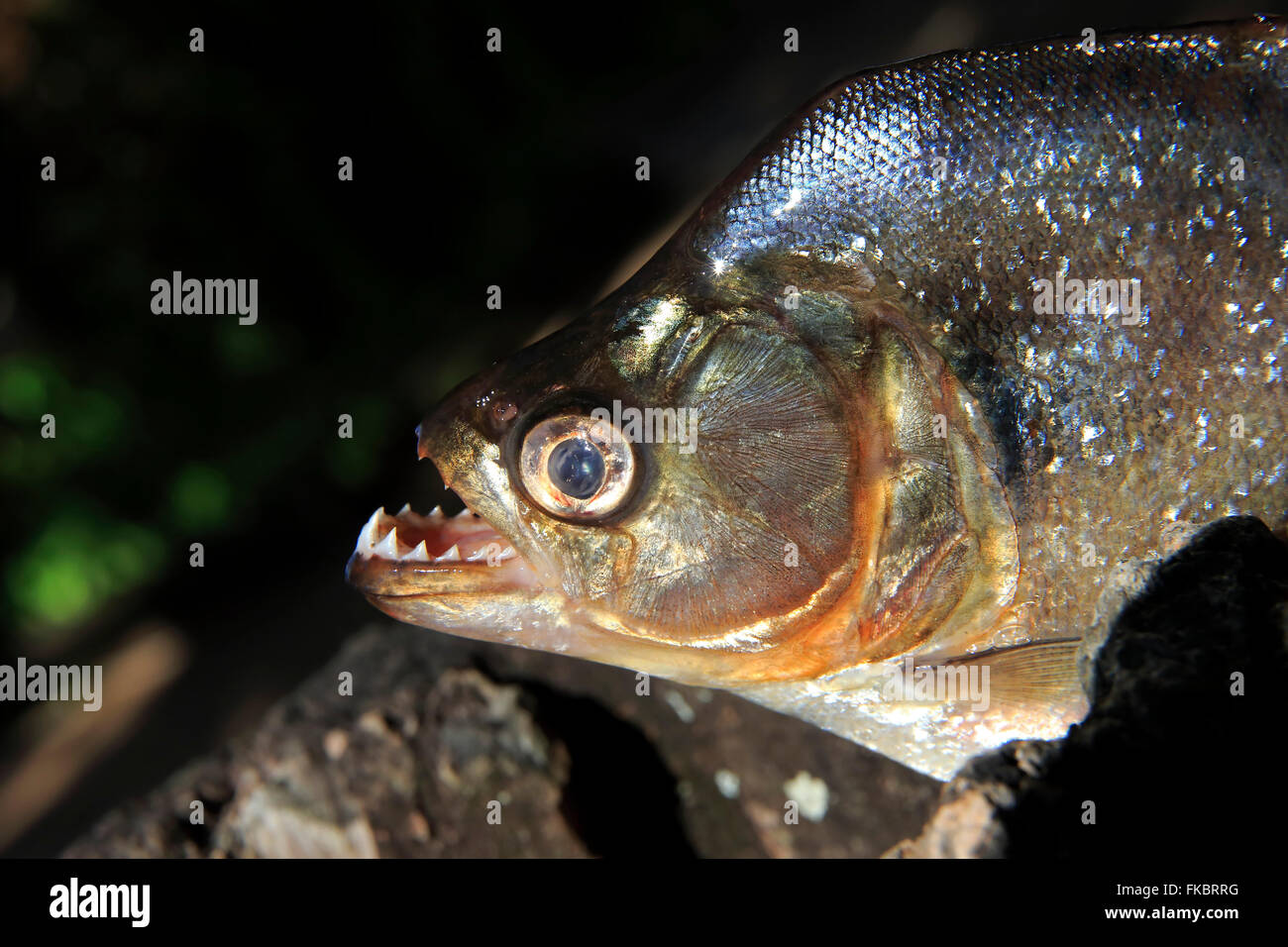 Echte Piranha Aanvalfoto's