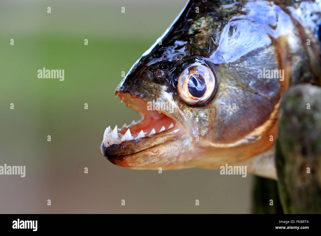 Piranha, adult portrait, shows teeth, Pantanal, Mato Grosso, Brazil ...