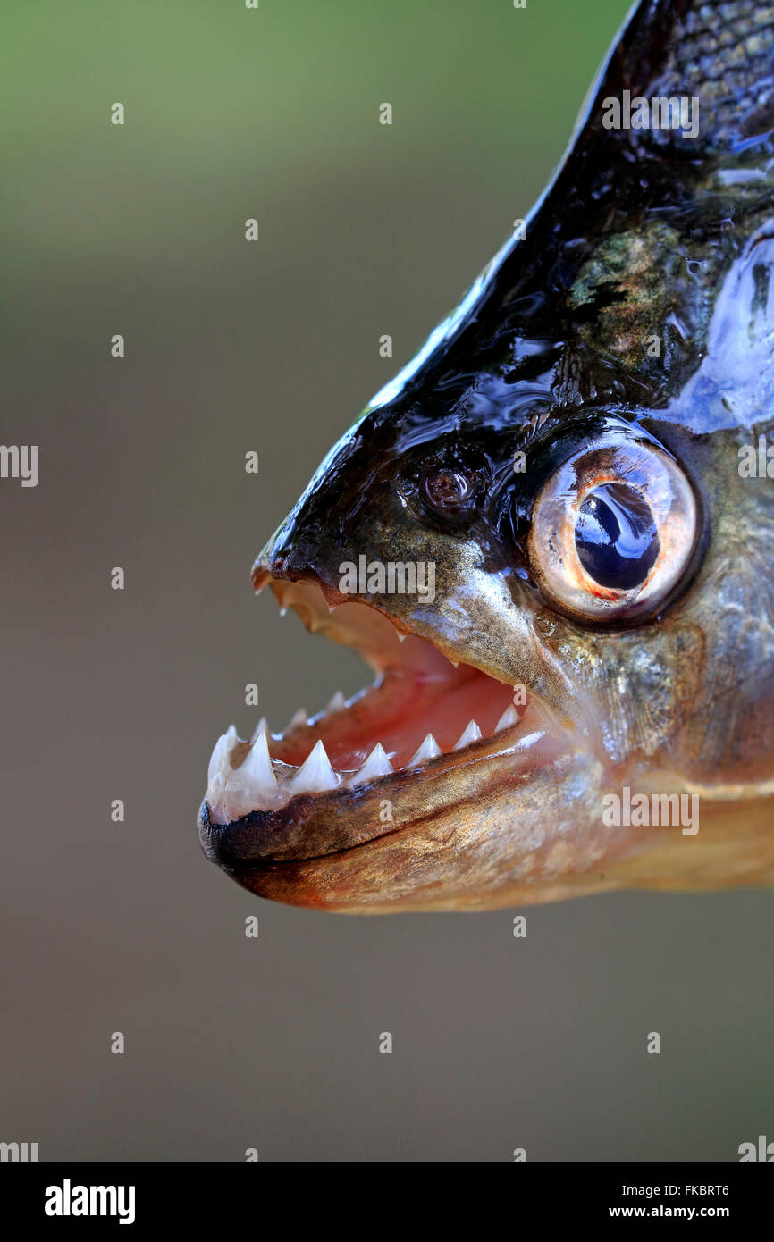 Piranhas fish teeth hi-res stock photography and images - Alamy