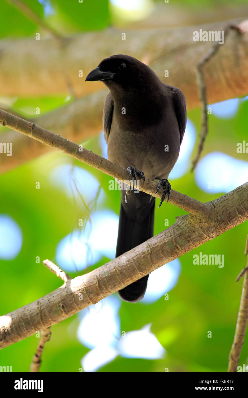 Purplish jay cyanocorax cyanomelas adult hi-res stock photography and ...