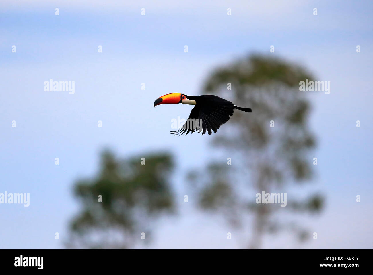Toucans in flight hi-res stock photography and images - Alamy