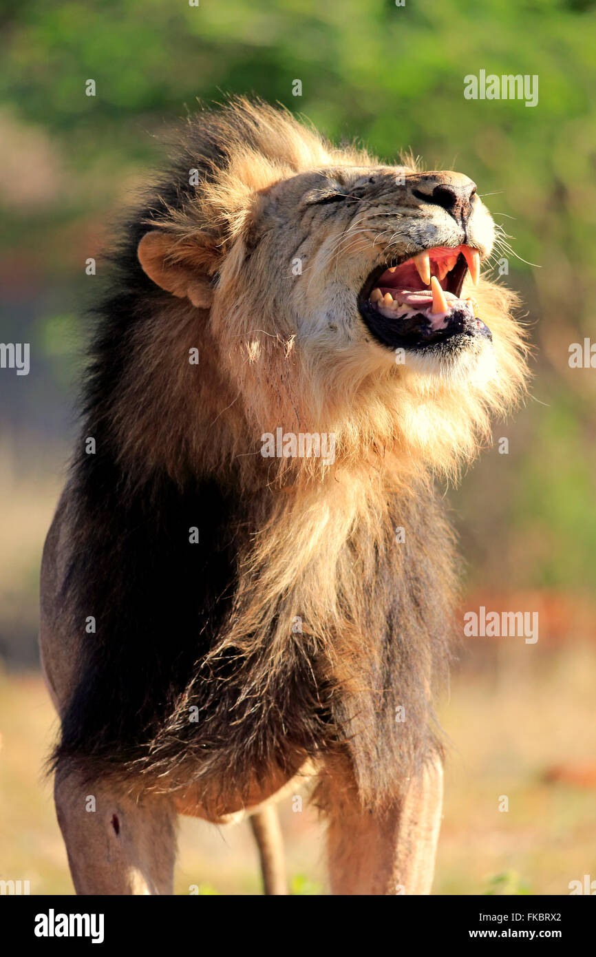 Lion, adult male flehming portrait, Tswalu Game Reserve, Kalahari ...