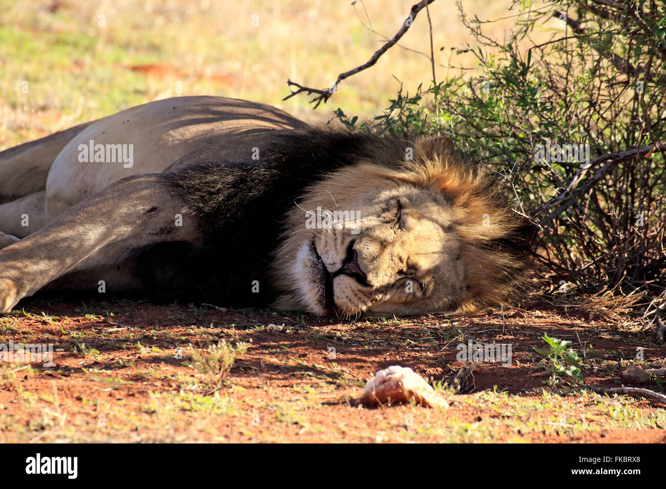 Lion, adult male sleeping resting, Tswalu Game Reserve, Kalahari ...