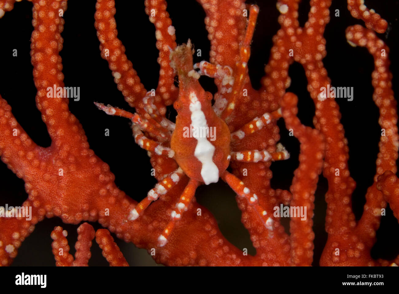 Spider crab, Xenocarcinus conicus on sea fan Stock Photo - Alamy