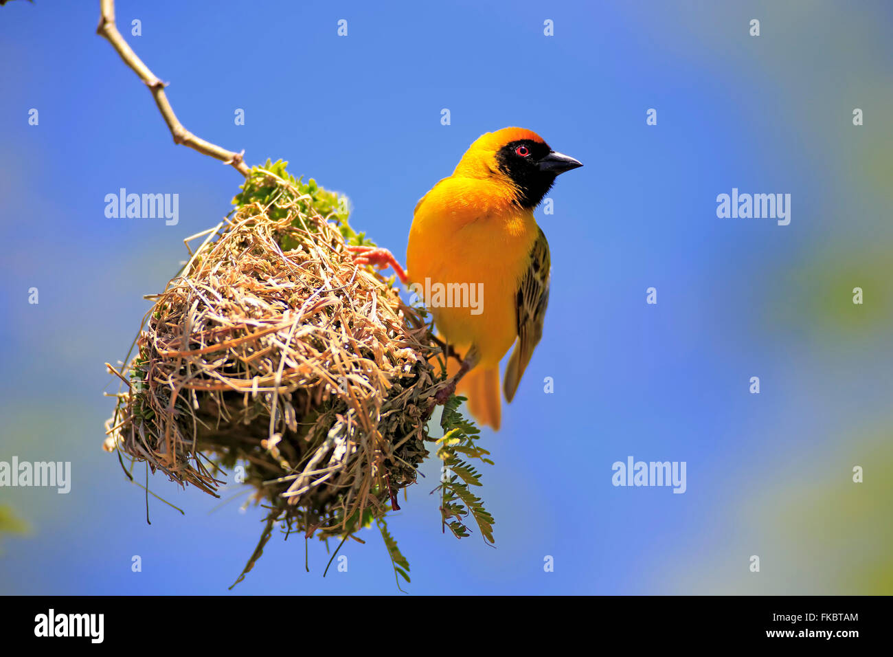 Masked Weaver, adult male at nest, Tswalu Game Reserve, Kalahari ...