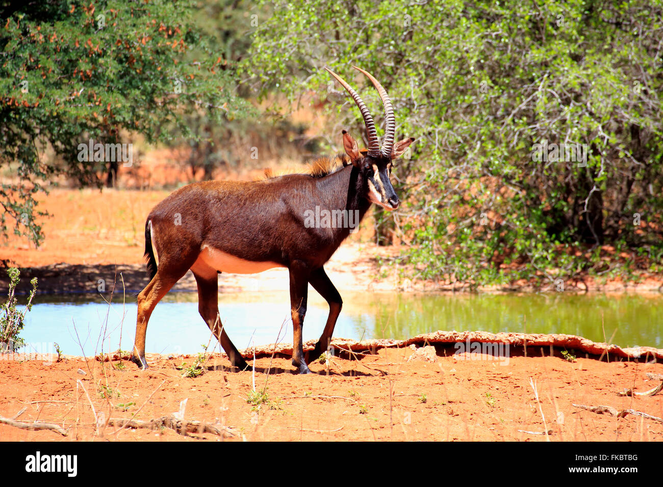 Sable Antelope, adult male at waterhole, Tswalu Game Reserve, Kalahari ...