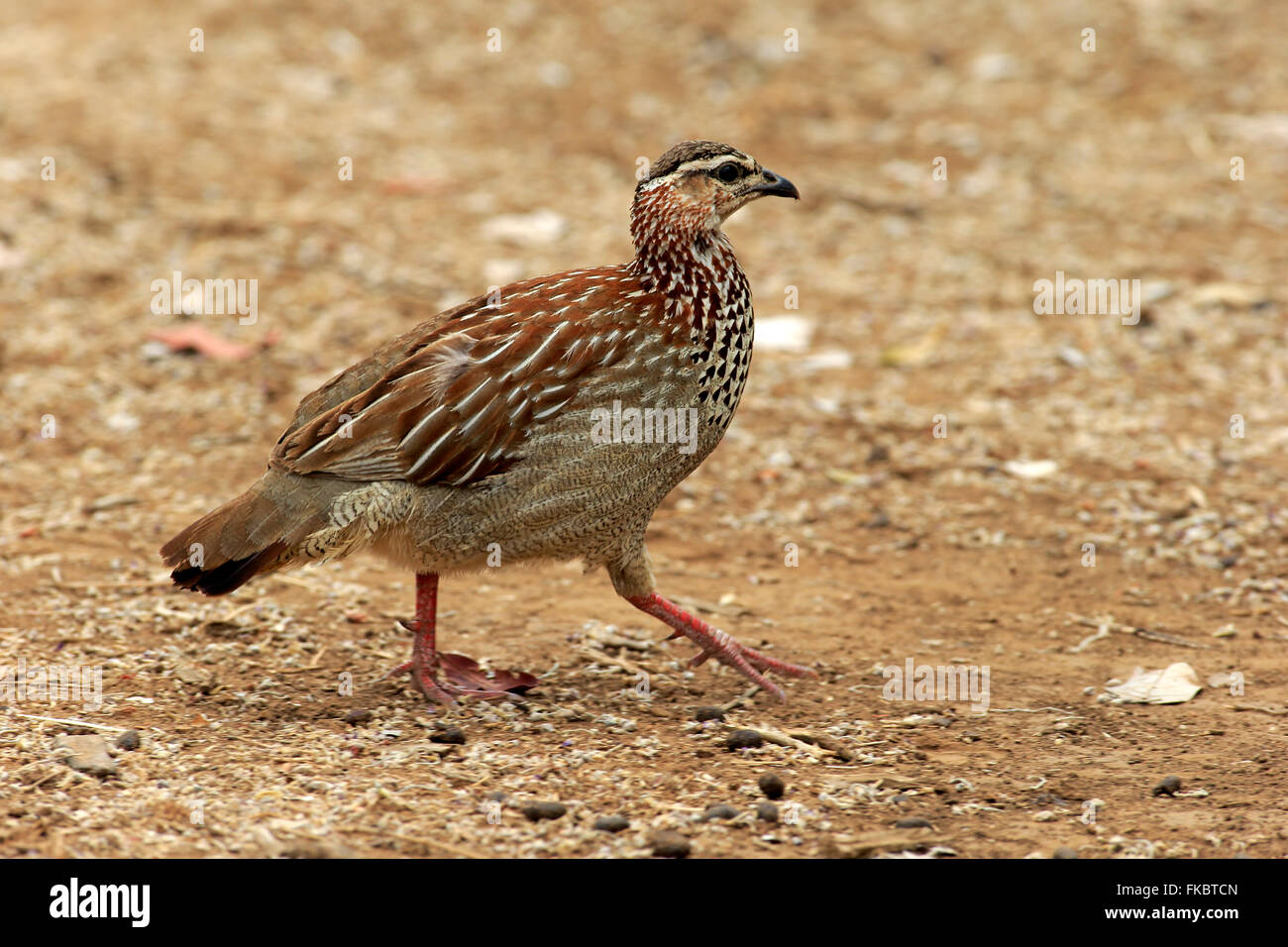 Crested Francolin, adult, Kruger Nationalpark, South Africa, Africa ...