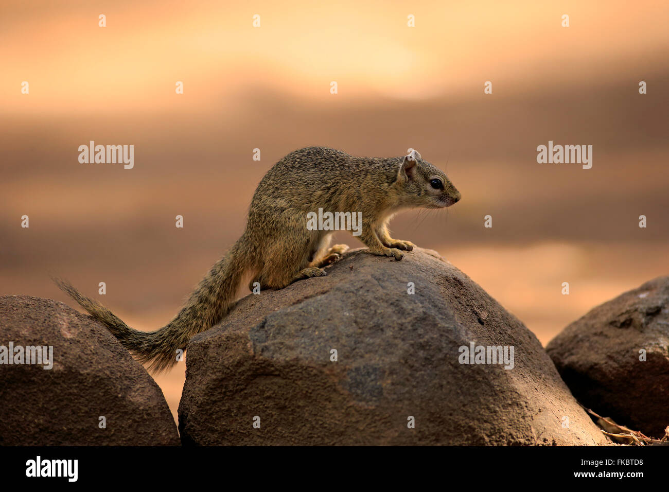 Tree Squirrel, Smith's bush squirrel, yellow-footed squirrel, adult on ...