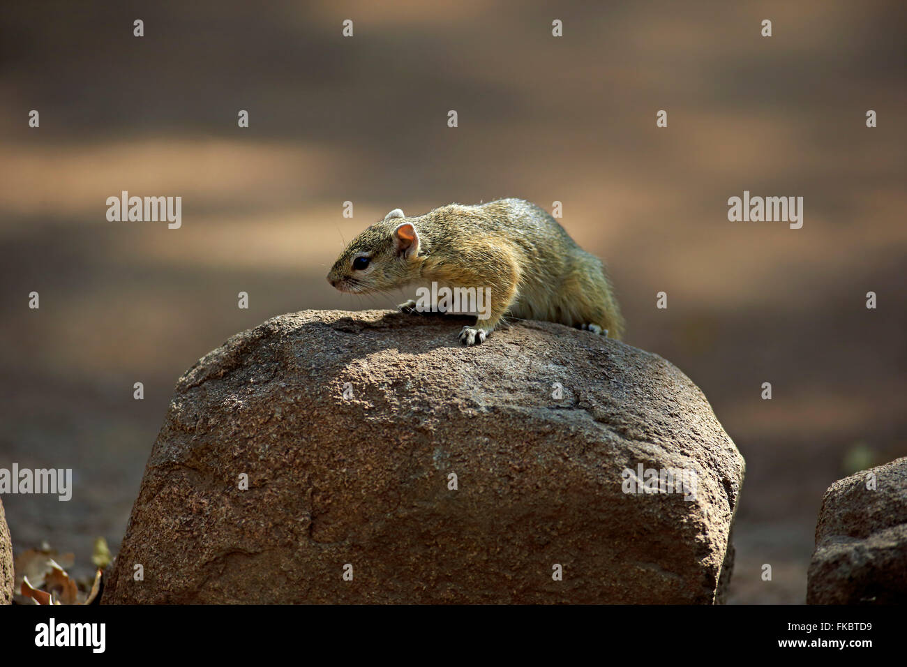 Tree Squirrel, Smith's bush squirrel, yellow-footed squirrel, adult on ...