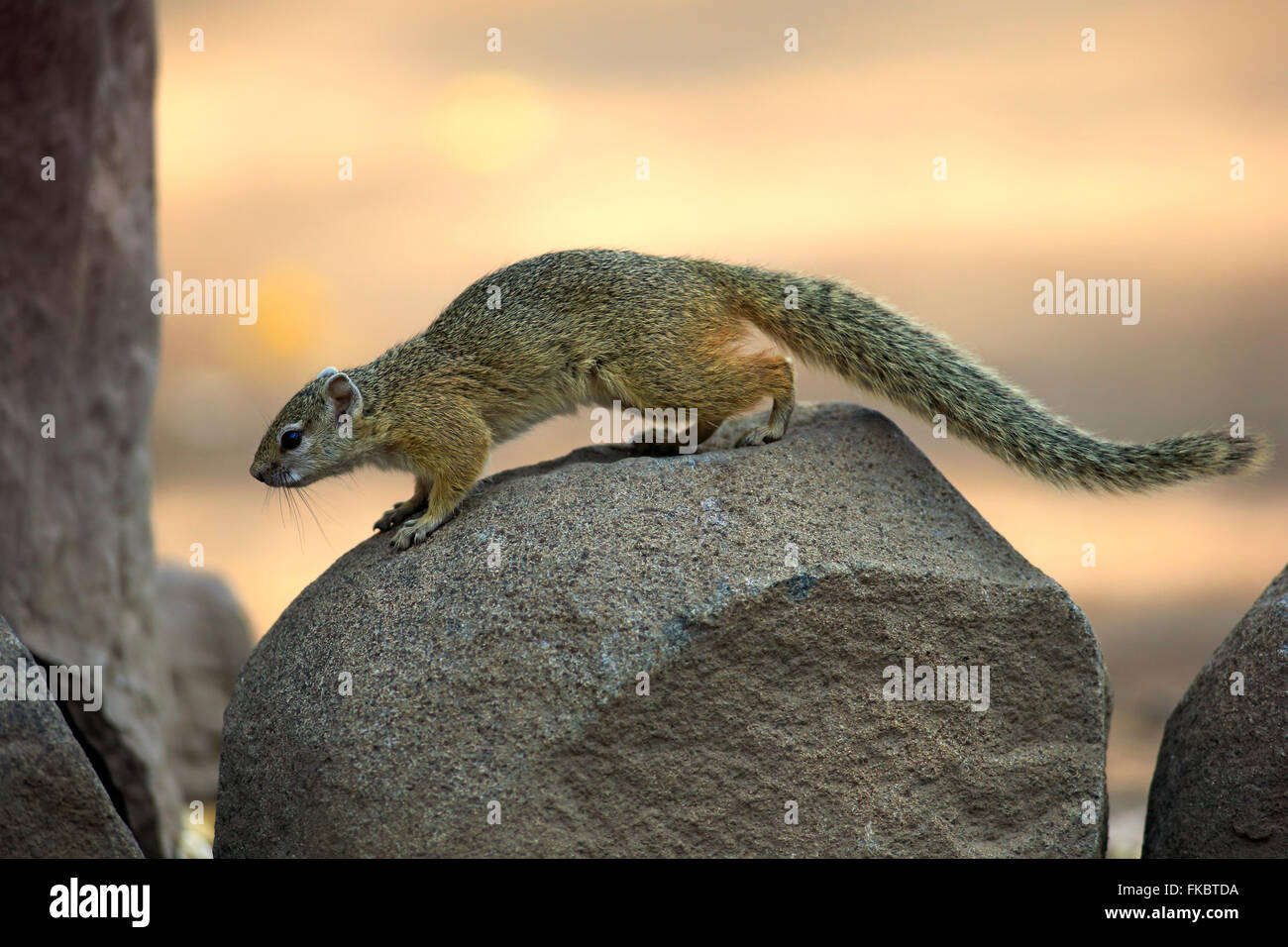 Tree Squirrel, Smith's bush squirrel, yellow-footed squirrel, adult on ...
