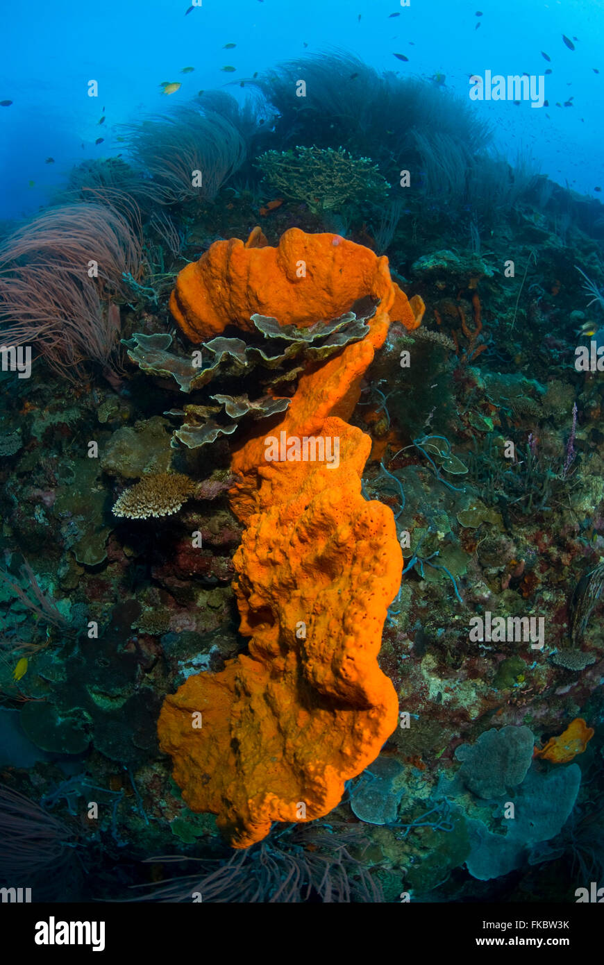 Orange elephant ear sponge in the reef with red sea whips , Agelas ...