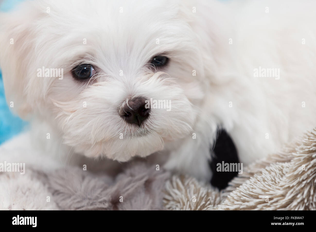 cute white fluffy Maltese puppy Stock Photo - Alamy
