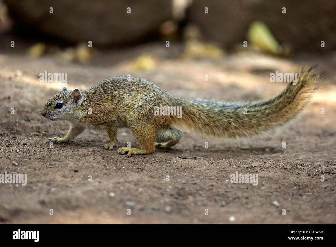 Tree Squirrel, Smith's bush squirrel, yellow-footed squirrel, adult ...