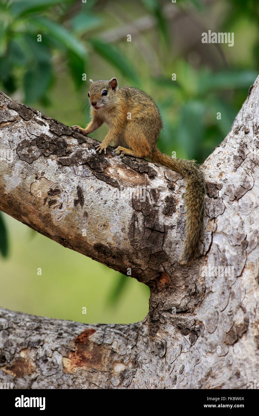 Tree Squirrel, Smith's bush squirrel, yellow-footed squirrel, adult on ...