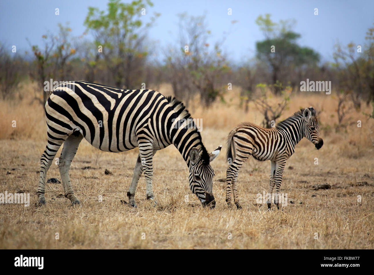 Plains Zebra Burchell, adult female with young feeding, Kruger ...