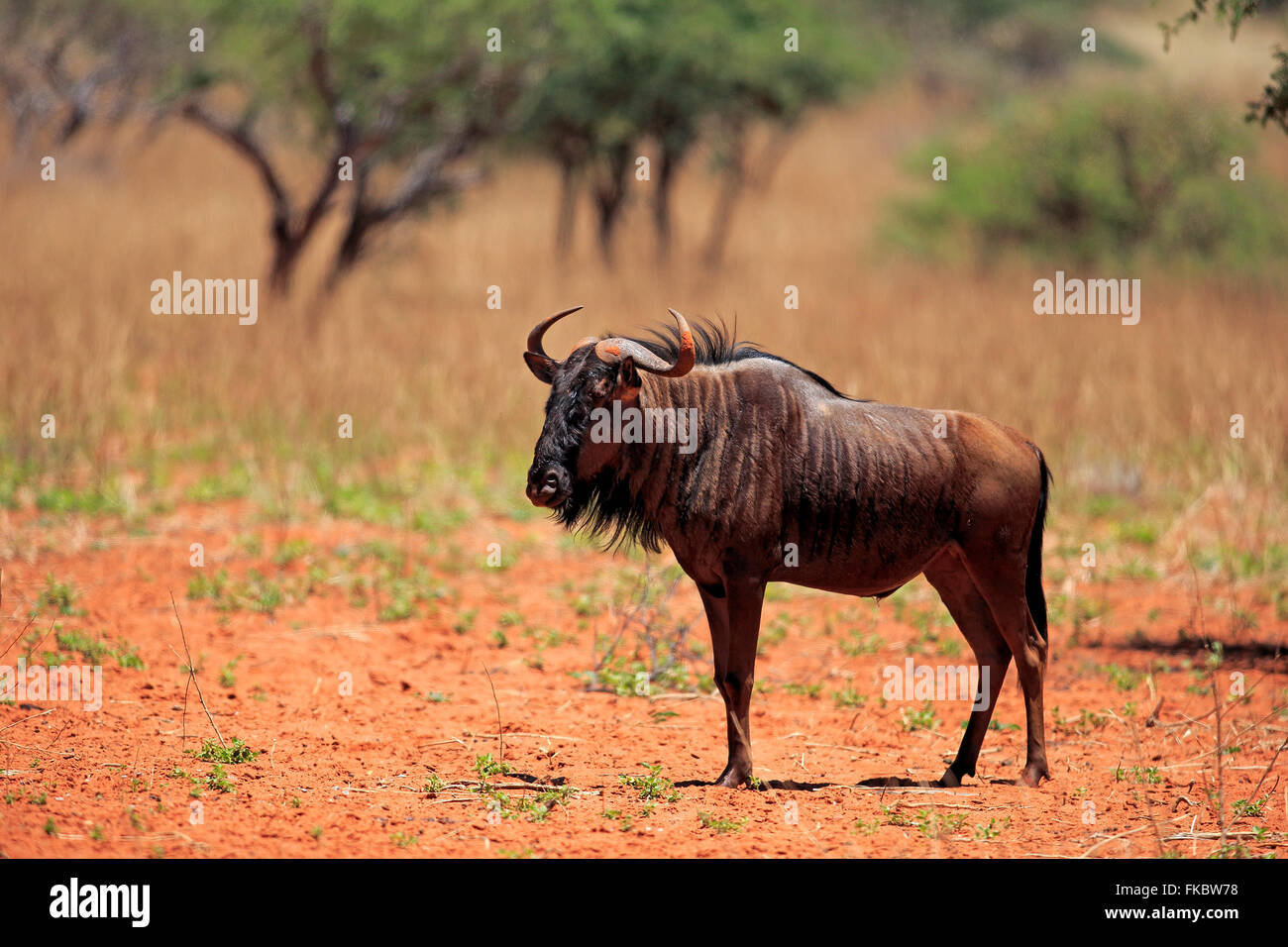 Blue Wildebeest, common wildebeest, white-bearded wildebeest, brindled ...