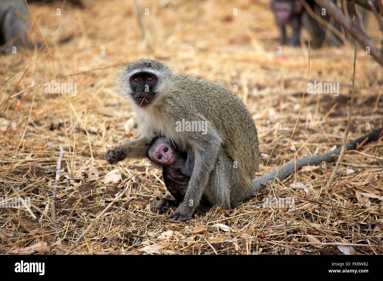 Vervet monkey, adult female with young, Saint Lucia Estuary ...