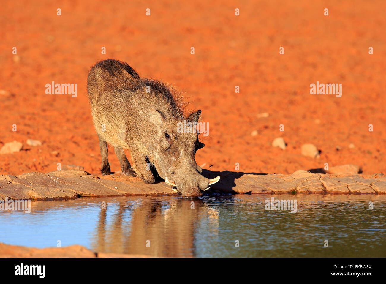 Warthog, adult at waterhole drinking, Tswalu Game Reserve, Kalahari ...