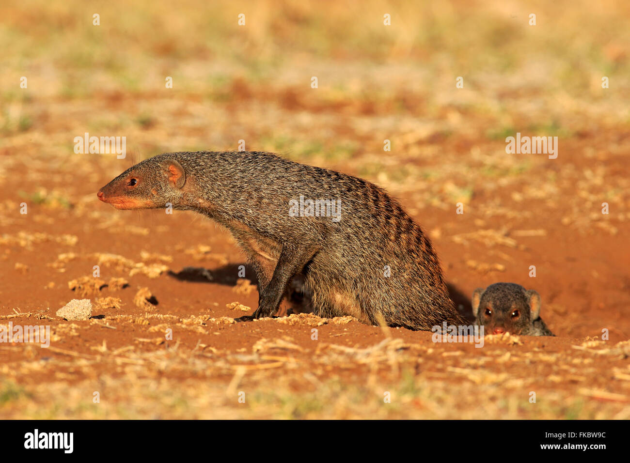 Banded mongoose, adult couple at den, Kruger Nationalpark, South Africa ...
