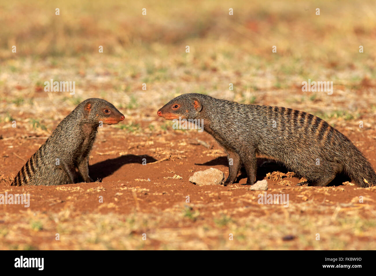 Banded mongoose, adult couple at den, Kruger Nationalpark, South Africa ...