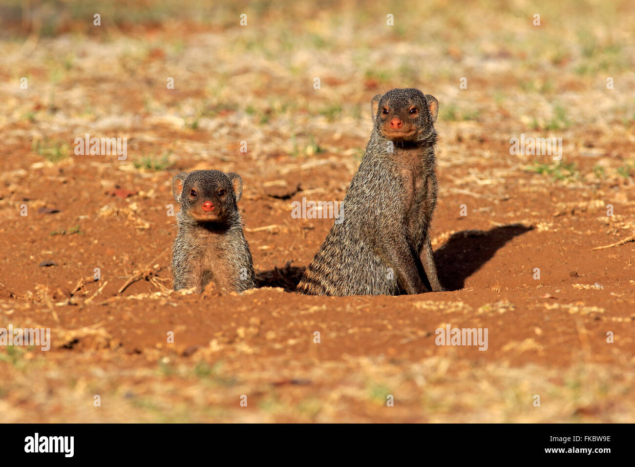 Banded mongoose, adult couple at den, Kruger Nationalpark, South Africa ...