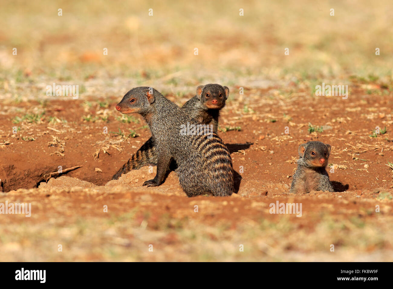 Banded mongoose, adult group at den, Kruger Nationalpark, South Africa ...