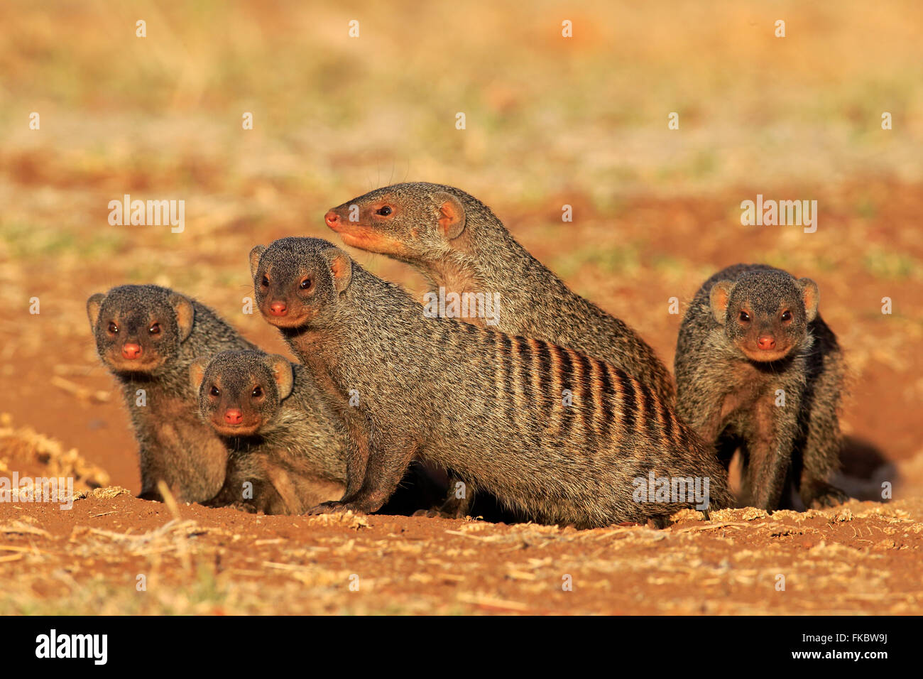 Banded mongoose, group at den, Kruger Nationalpark, South Africa, Africa / (Mungos mungo Stock ...