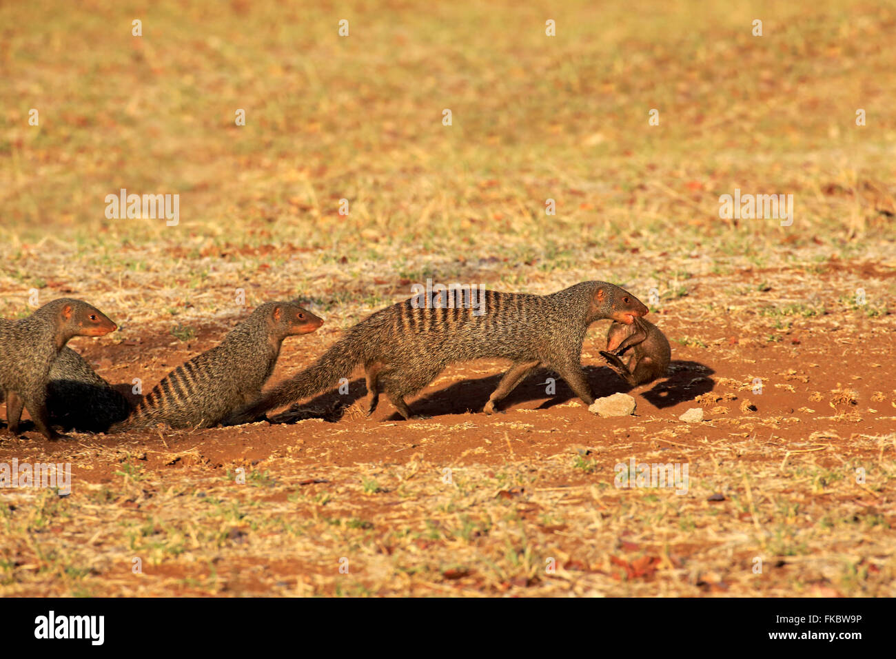Banded mongoose, adult with young bites to carry, neckbite, Kruger ...