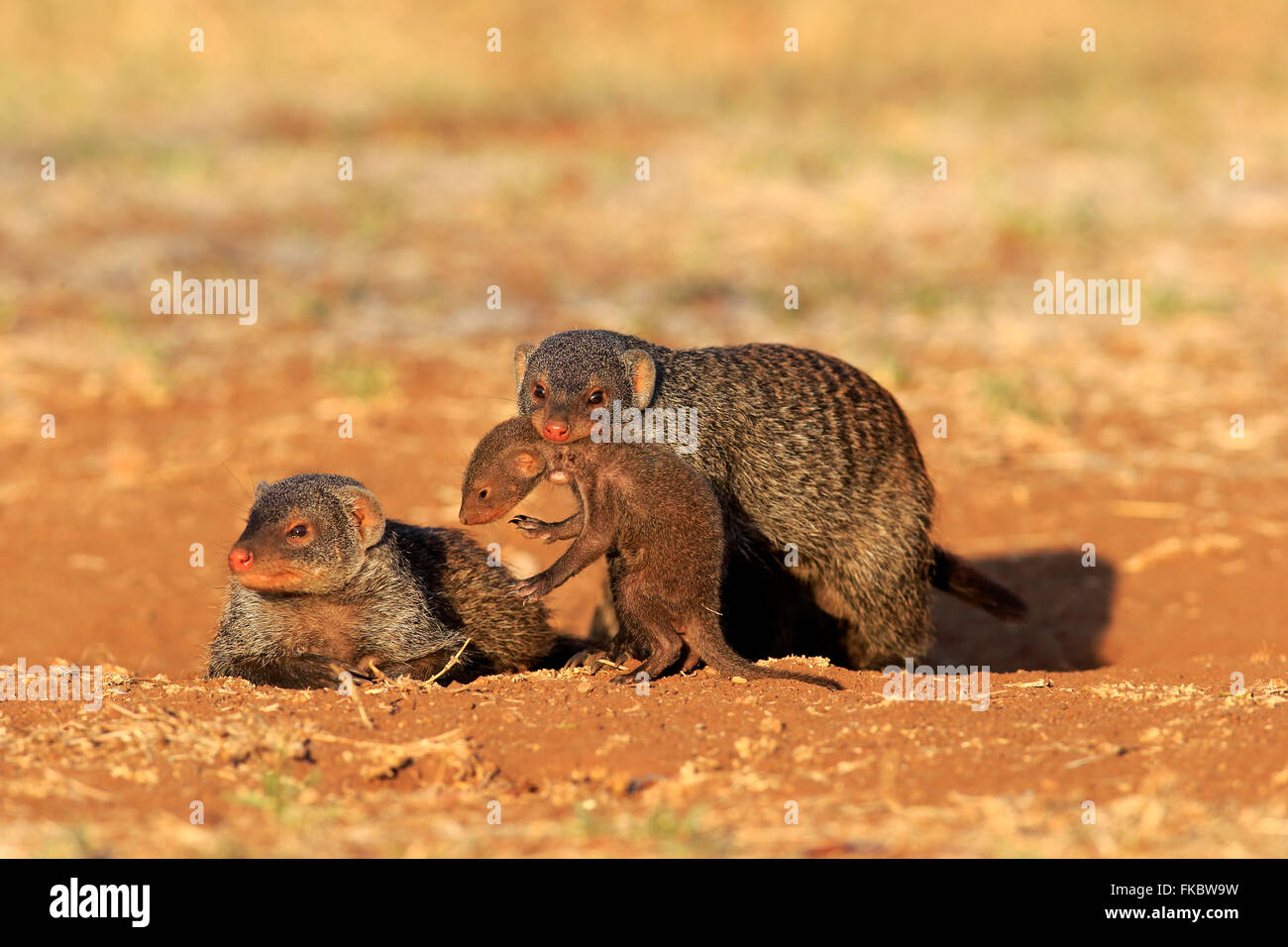 Banded mongoose, adult with young bites to carry, neckbite, Kruger ...