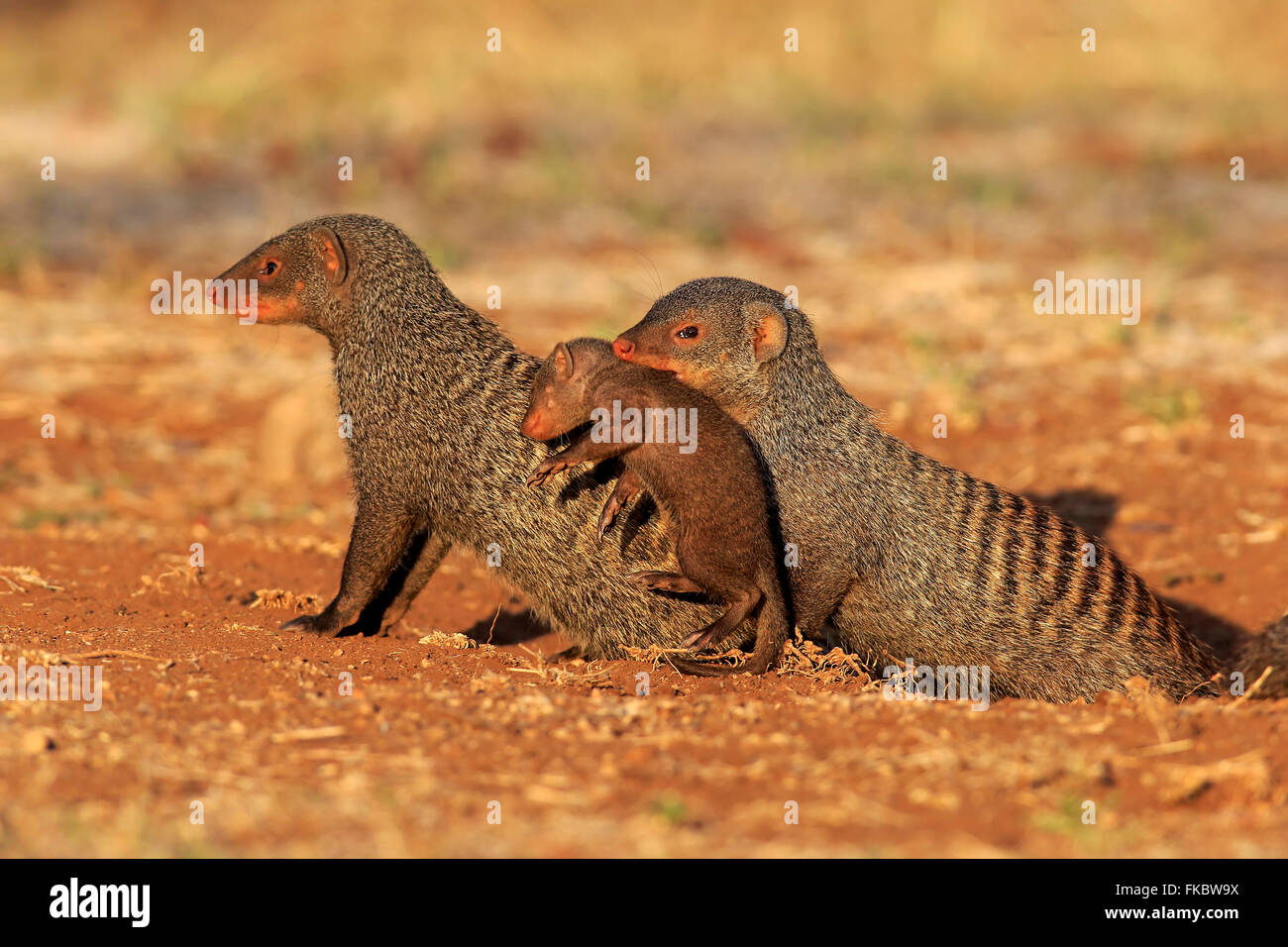 Images mongooses hi-res stock photography and images - Alamy