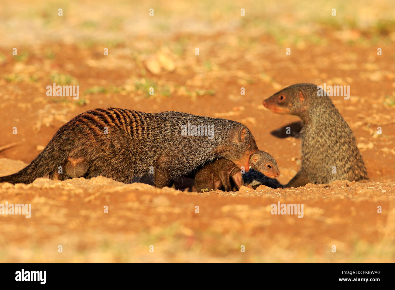 Banded mongoose, adult with young bites to carry, neckbite, Kruger ...