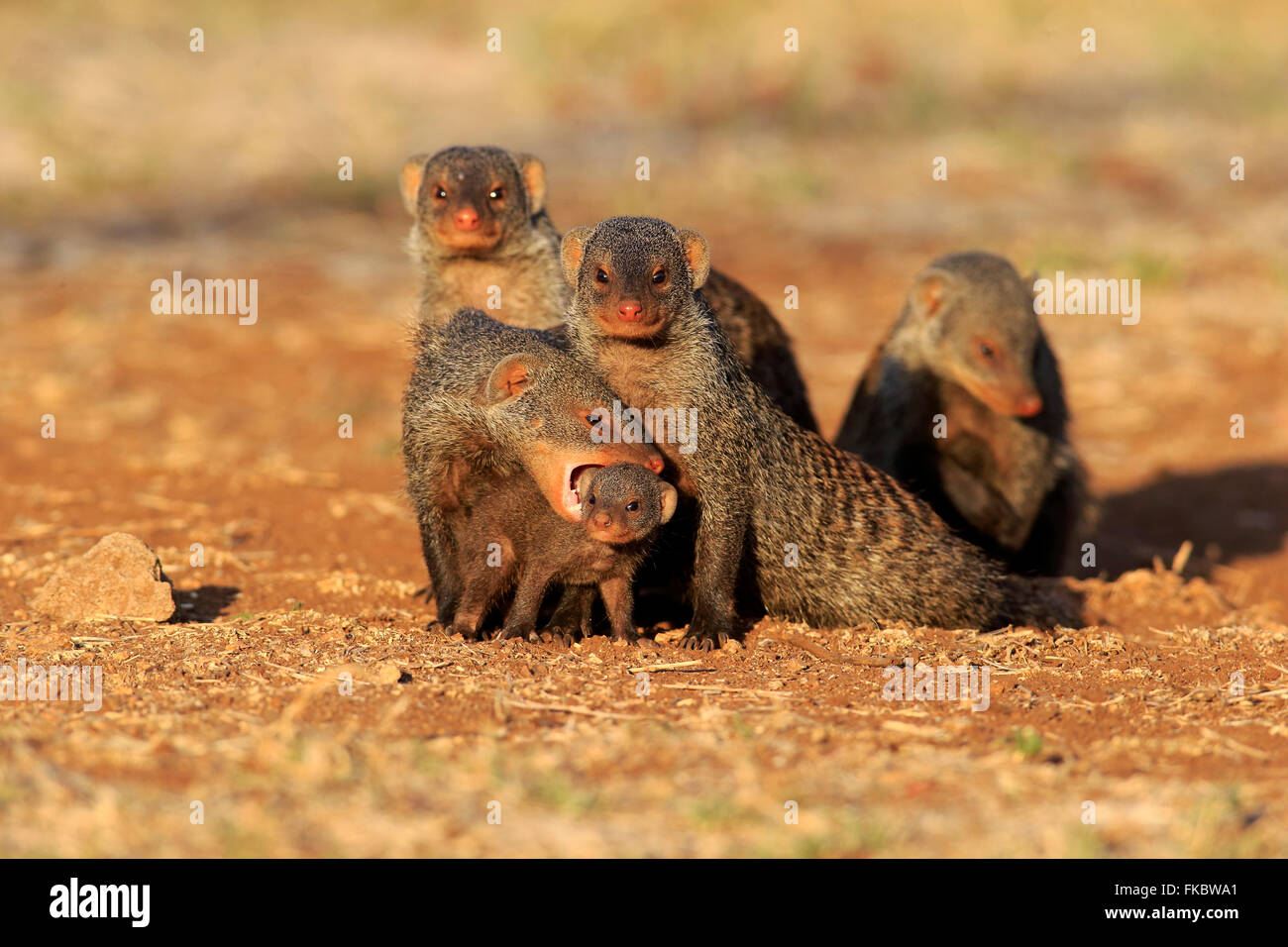 Images mongooses hi-res stock photography and images - Alamy