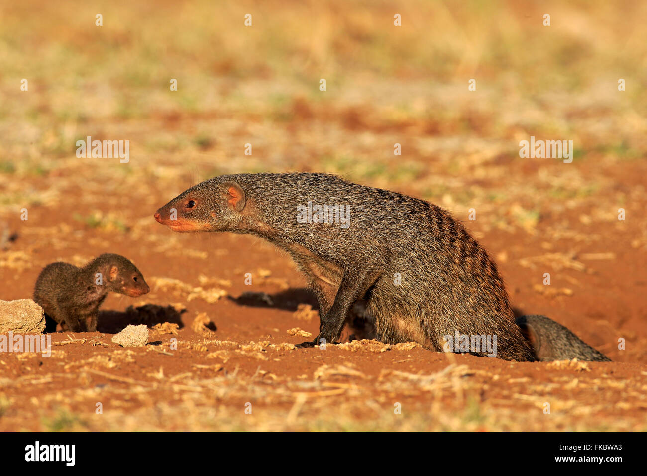 Banded mongooses mungos mungo female hi-res stock photography and ...