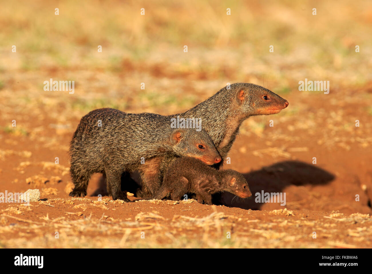 Banded mongoose, adult with young at den, Kruger Nationalpark, South ...