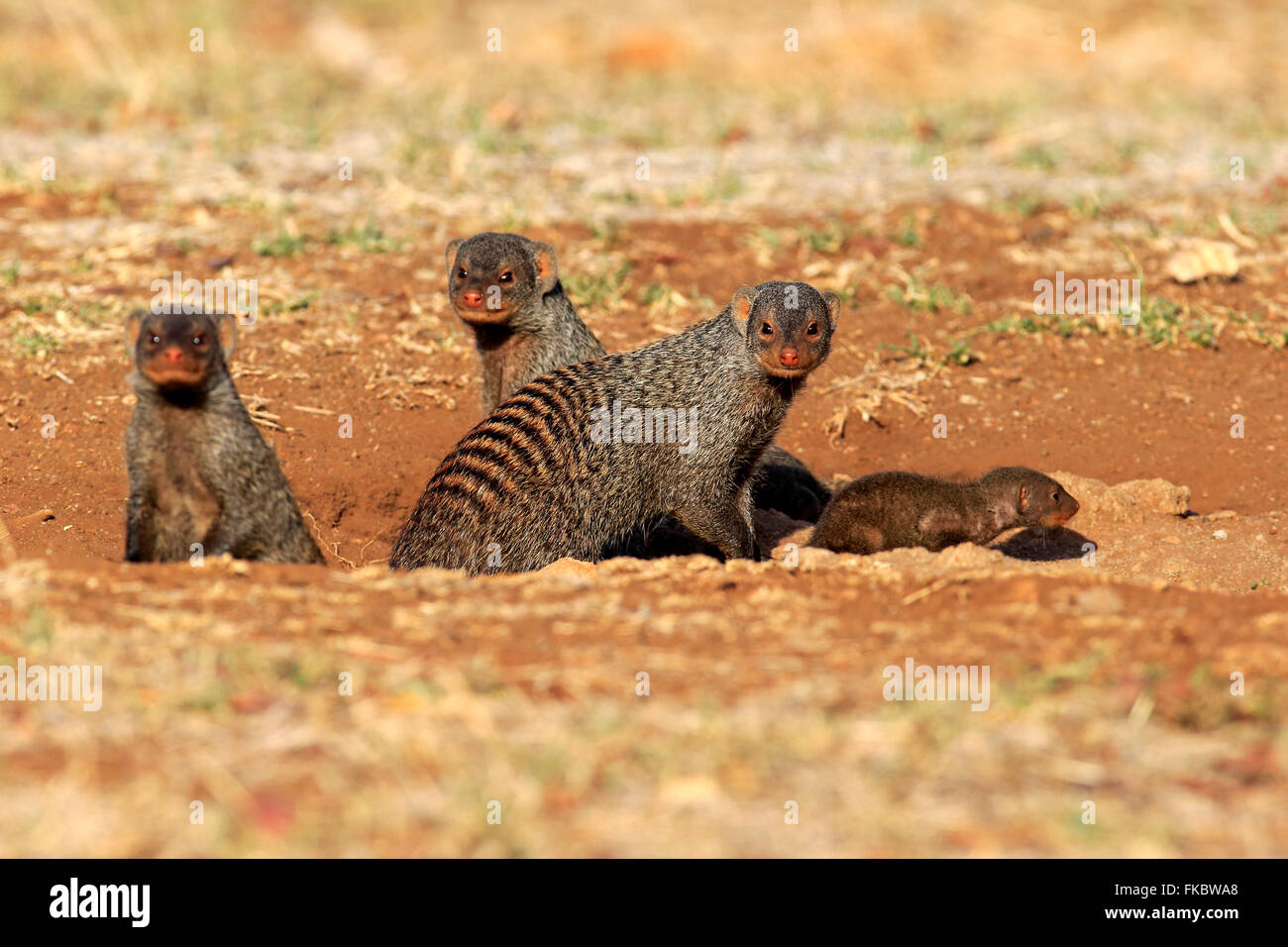 Banded mongoose, family with young at den, Kruger Nationalpark, South ...