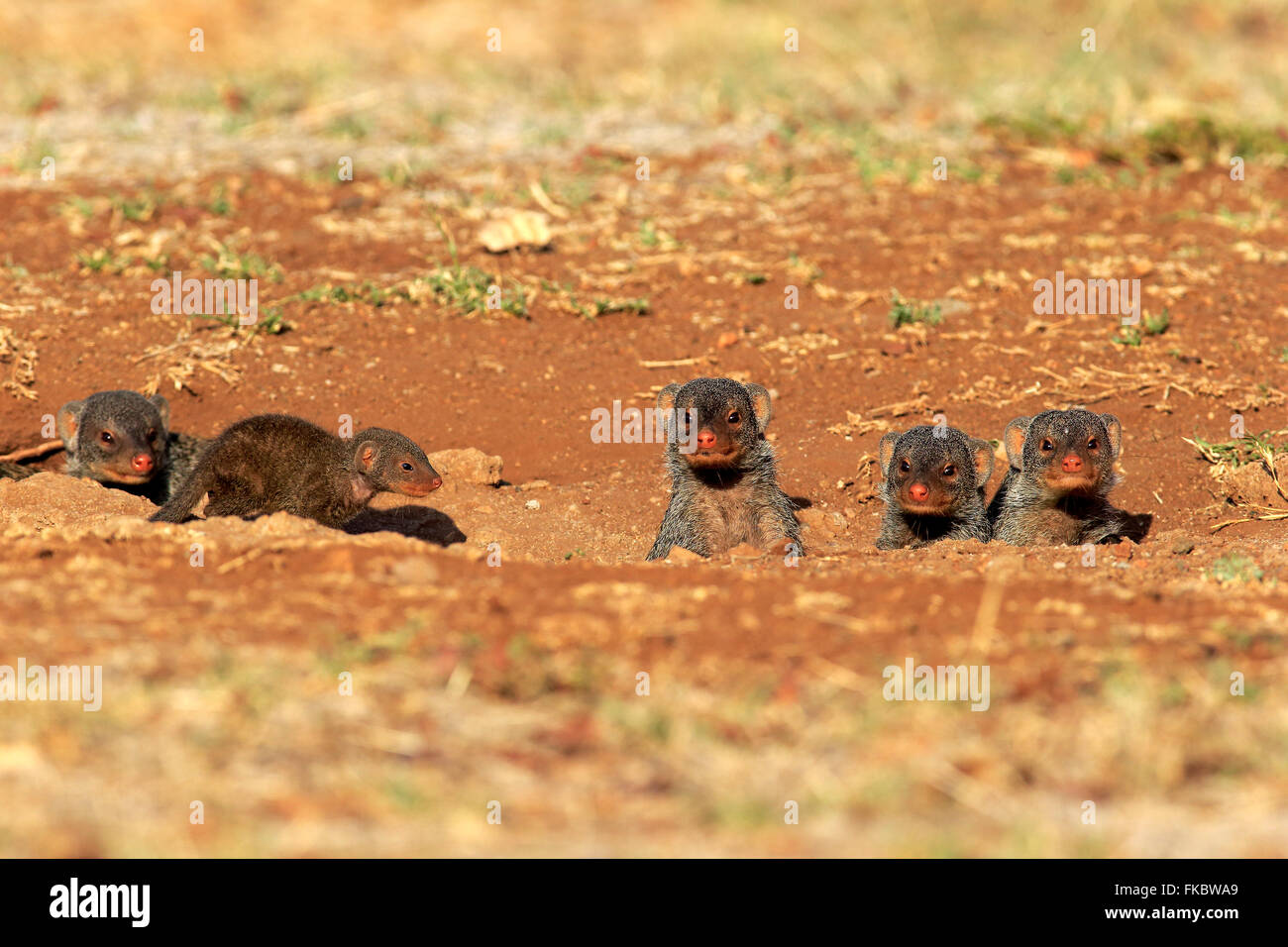 Banded mongoose, family with youngs at den, Kruger Nationalpark, South ...