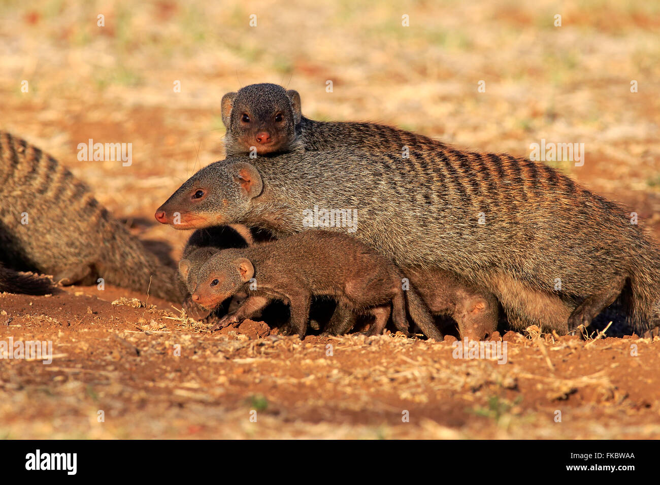 Banded mongoose, family with youngs at den, Kruger Nationalpark, South ...