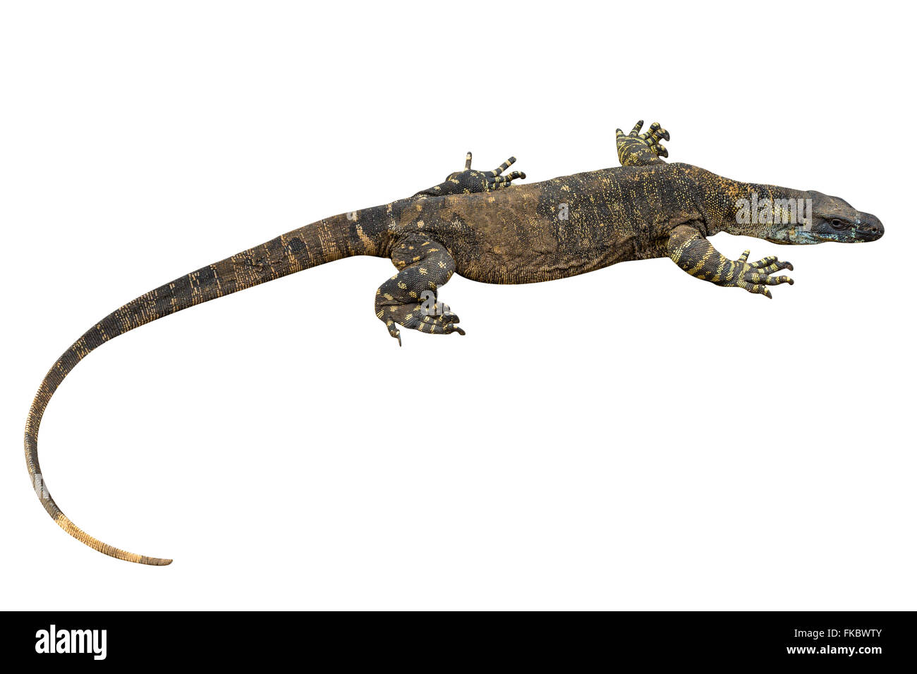 Australian lizard aerial hi-res stock photography and images - Alamy