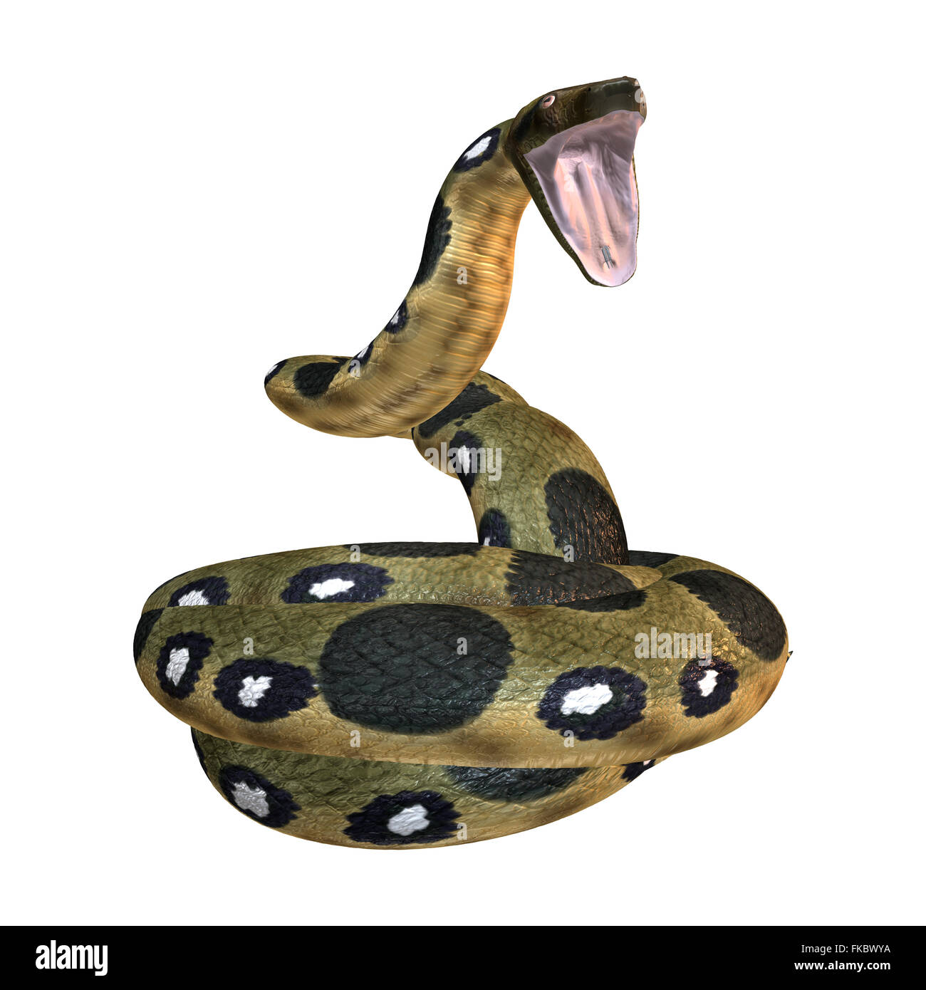 Green anaconda or Eunectes murinus or common anaconda orwater boa ...