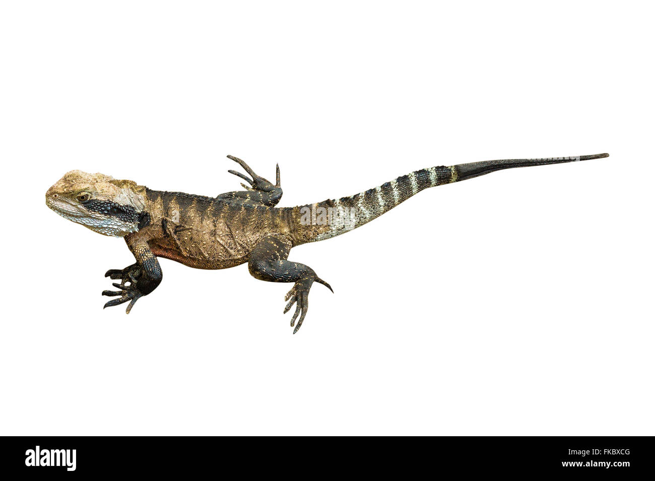 Water Dragon isolated Stock Photo - Alamy