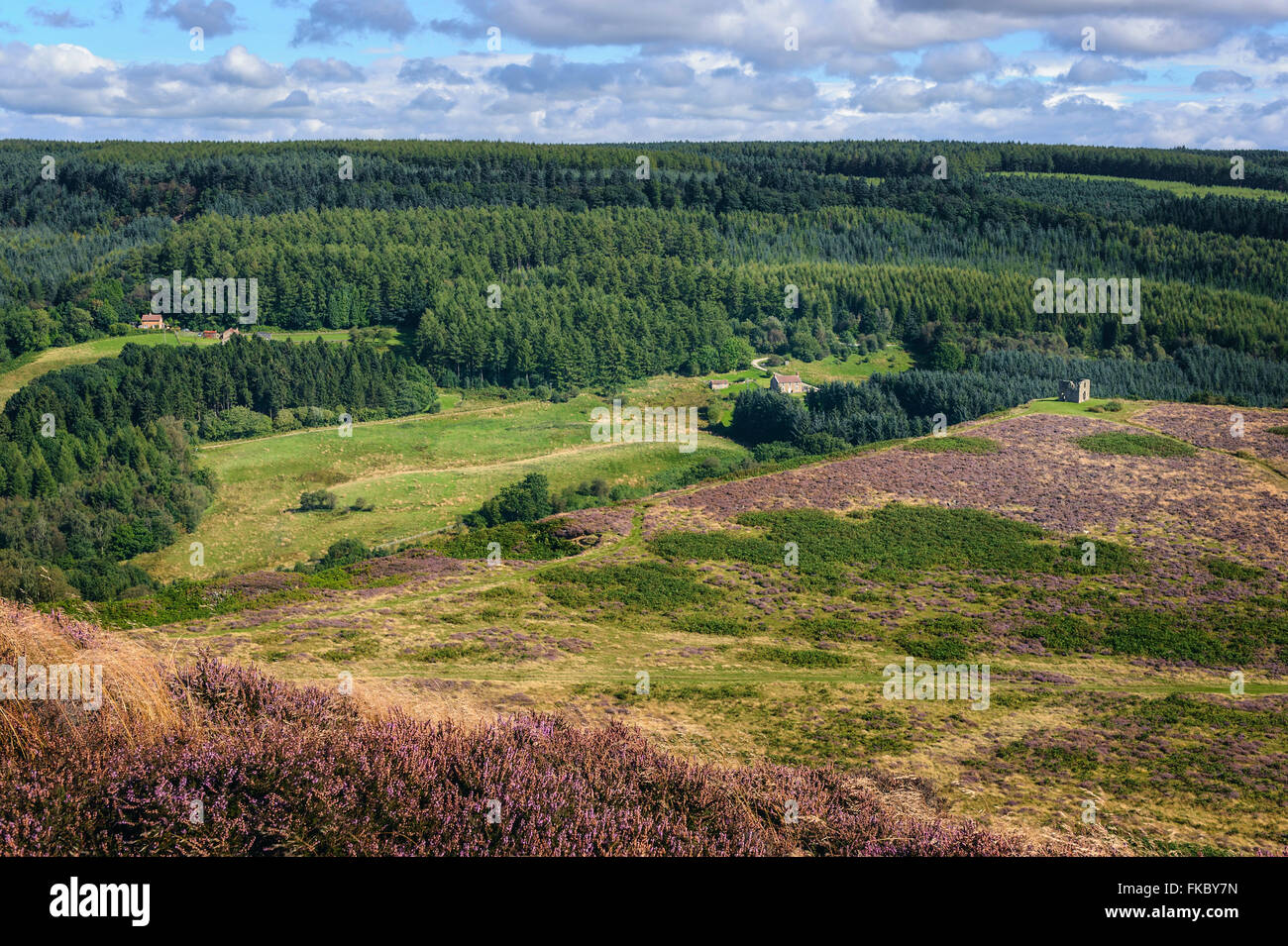 Heather in bloom during autumn showing the North York Moors, pine ...